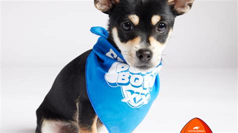 Meet The Big Mass Dog Taking Part In This Years Puppy Bowl