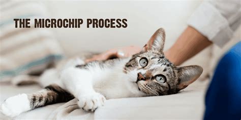 Microchipping Your Cat Why Its Important And How It Works Rawz