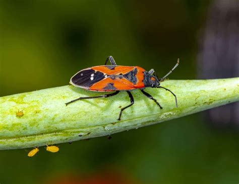 Small Milkweed Bug Focusing On Wildlife