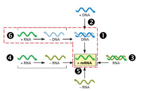Virology 4 Single Stranded Rna Viruses With Dna Intermediates