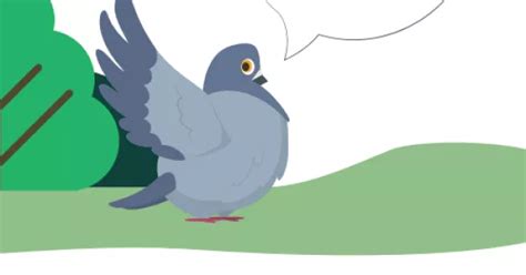 Wilde Duiven Hasselt