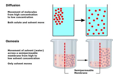 Osmosis Vs Diffusion Definition And Examples