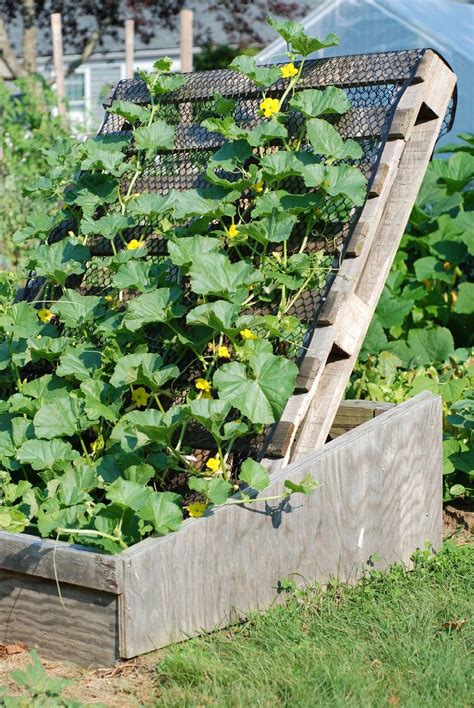 Melon Trellis Diy At Charles Bolden Blog