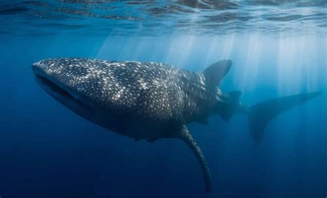 Largest Fish Ever Recorded In Pacific Ocean Surfaces In Stunning Sighting