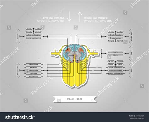 Spinal Cord Easy Drawing Images Stock Photos Vectors Shutterstock