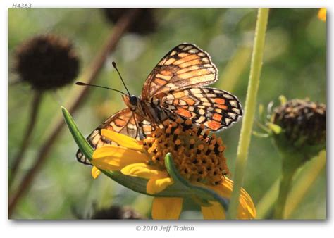 Chlosyne D Definita Live Adults