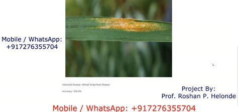 Wheat Plant Leaf Disease Detection Using Image Processing Python Project With Source Code