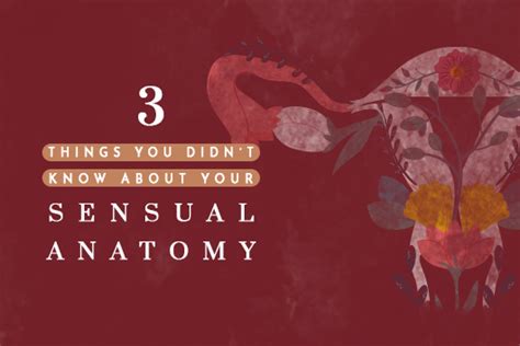 3 Things You Didnt Know About Your Sensual Anatomy Womben Wellness