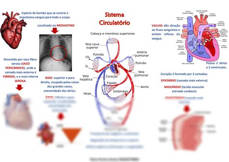 Mapa Mental Sobre Sistema Circulatorio Roaredu My Xxx Hot Girl