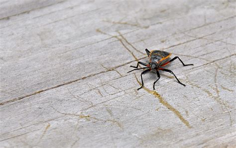 A Guide To Box Elder Bugs In Montgomery And Chester Counties Mad