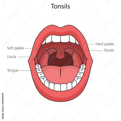 Human Tonsil Structure Diagram Schematic Vector Illustration Medical