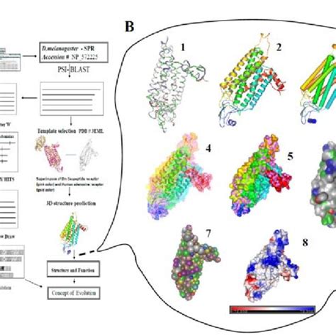 Schematic Diagram Shows The 3d Homology Modeling A Stepwise By Using
