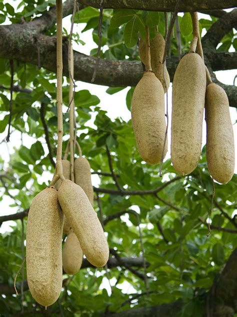 Define Sausage Tree At Jaime Arndt Blog