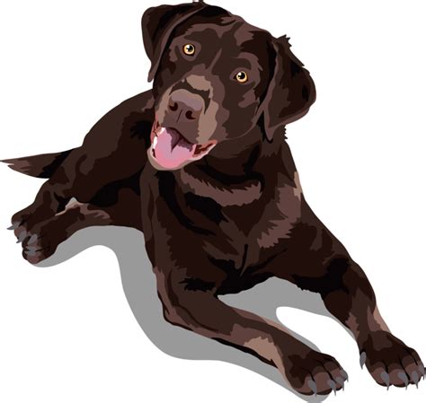 Chocolate Labrador Retriever Full Body Portrait Chocolate Labrador