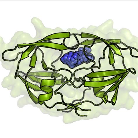A The Crystal Structure Showing The Binding Of Dorzolamide Orange