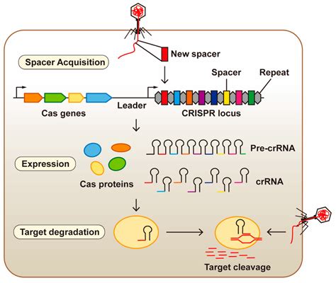 Clustered Regularly Interspaced Short Palindromic Repeat Crispr