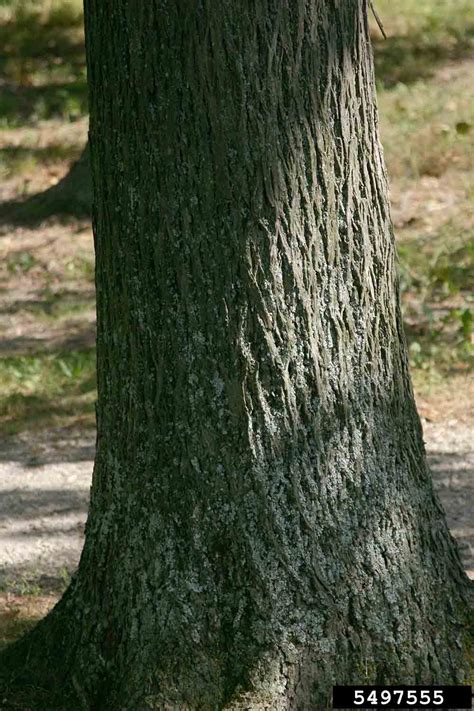 Arkansas Tree Database Shellbark Hickory