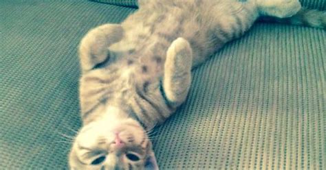 Rupert The Cat Imgur