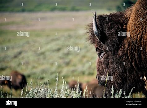 A Closeup Shot Of A Furry Buffalo In Hayden Valley Yellowstone