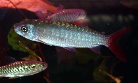 Chalceus Macrolepidotus Akwarystyka Magazyn Akwarium Czasopismo