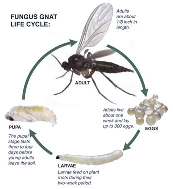 Fungus Gnats On Indoor Plants Enid Monthly