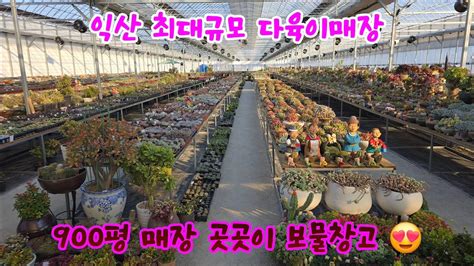 익산 최대규모 900평 곳곳이 각종 다육식물 묵둥이 천국 국민이 창 에오니움 선인장 하월시아 아프리카식물 두둘레야 각종화분 없는