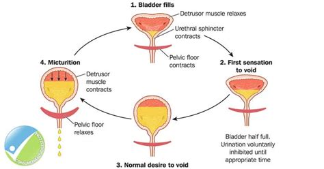 Urinary Incontinence Overactive Bladder And Other Lower Urinary Tract