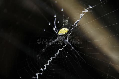 A Black Yellow Back Spider Photographed On Its Web There Are Water