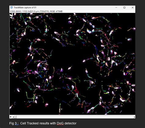 Cell Tracking Using Trackamte Image Analysis Imagesc Forum