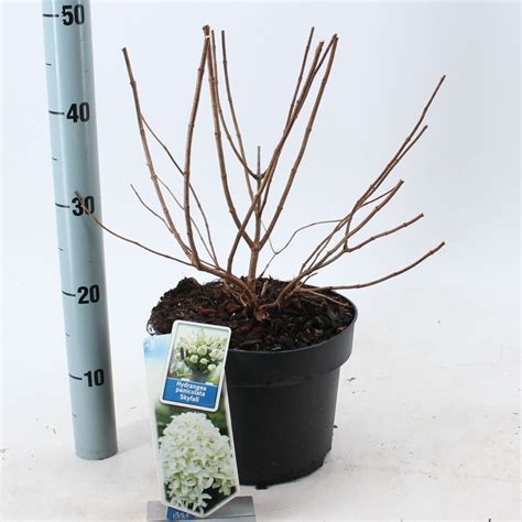 Hydrangea Paniculata Skyfall — Plant Wholesale Floraccess