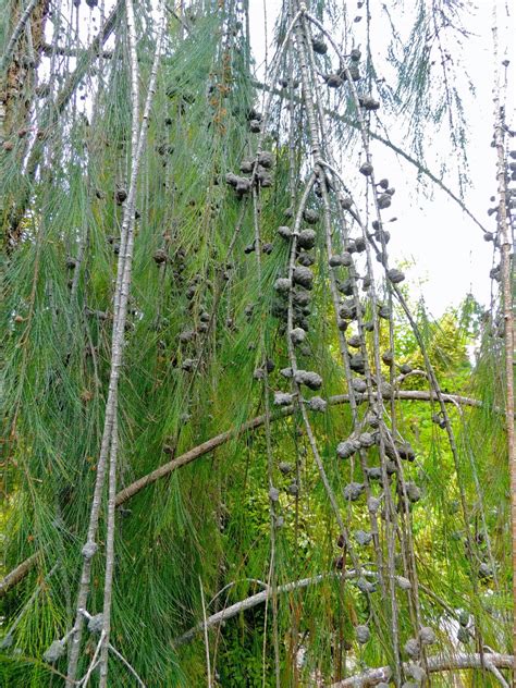 Allocasuarina How Compatible With Palms Are They Tropical Looking