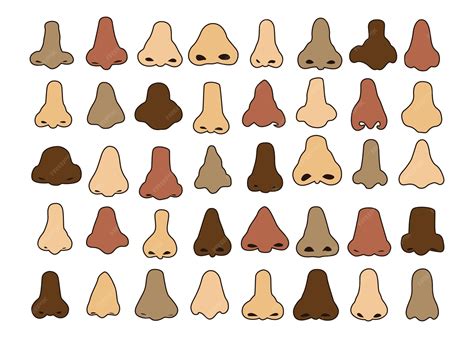 Different Human Nose Shapes