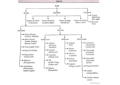 Solution Fruit Classification Of Fruit Simple Aggregate And Composite Fruit Dispersal Of Fruit