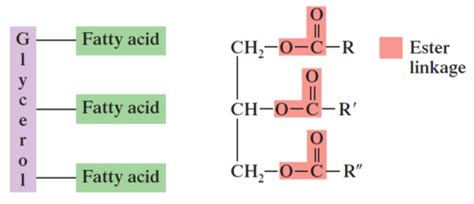 Biochem Lipid Energy Storage Lipids Flashcards Quizlet