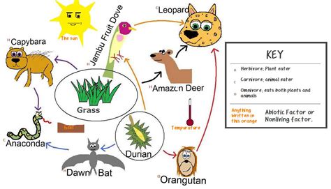 Rainforest Food Chain Examples