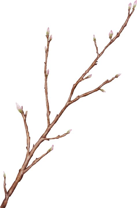 Watercolor Cherry Blossom Stem Element 29752445 Png