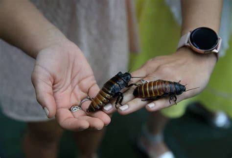 Toronto Zoo Is Offering Naming Cockroaches For A Valentines Day T