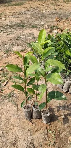 Full Sun Exposure Bakul Tree Plants At ₹ 12 Piece In Nagaon Id 2852169113833