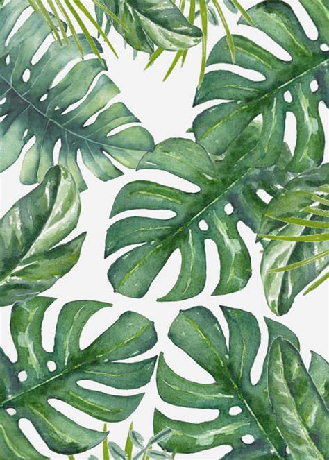 100 Monstera Leaf Wallpapers