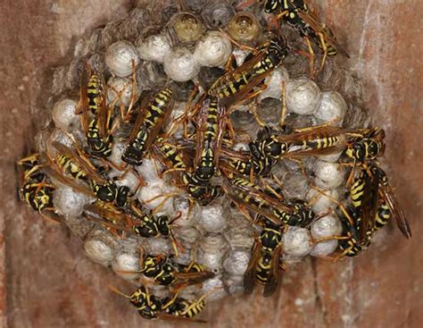 How To Identify And Deal With An Active Wasp Nest The Pest Master