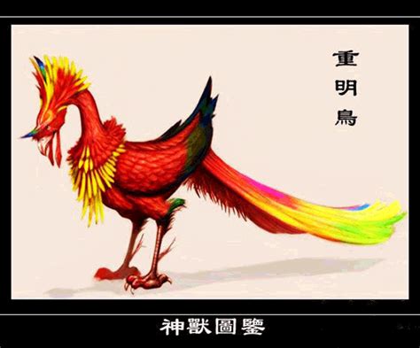重明鸟图册360百科