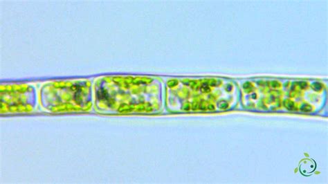 Microspora Definizione Etimologia Morfologia Genesi