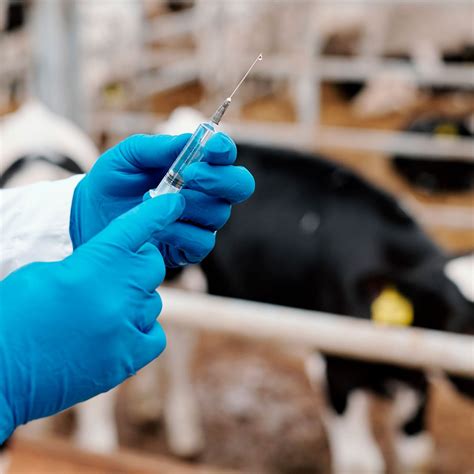 Cattle Need Vaccines Too Dutton Veterinary Services Pllc