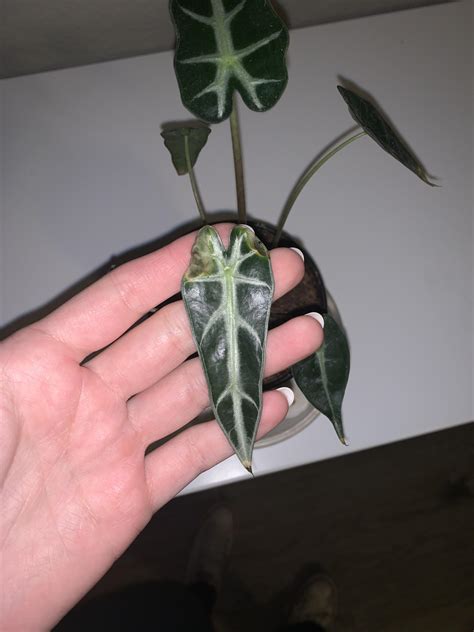 Does Anyone Know Why My Alocasia Polly Formed These Weird Spots R