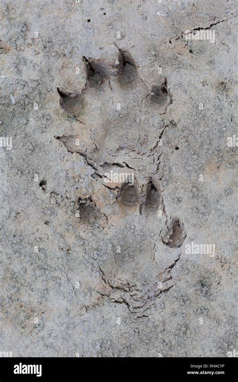 Raccoon Tracks In Mud