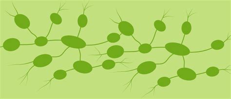 Lymph Node Expansion Enhances Vaccine Responses Biotechniques