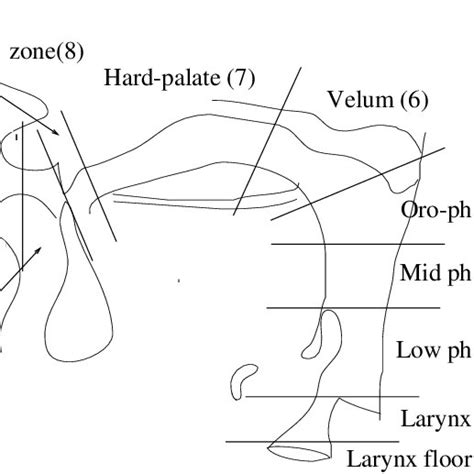 Representation Of The Different Regions Of The Vocal Tract On A