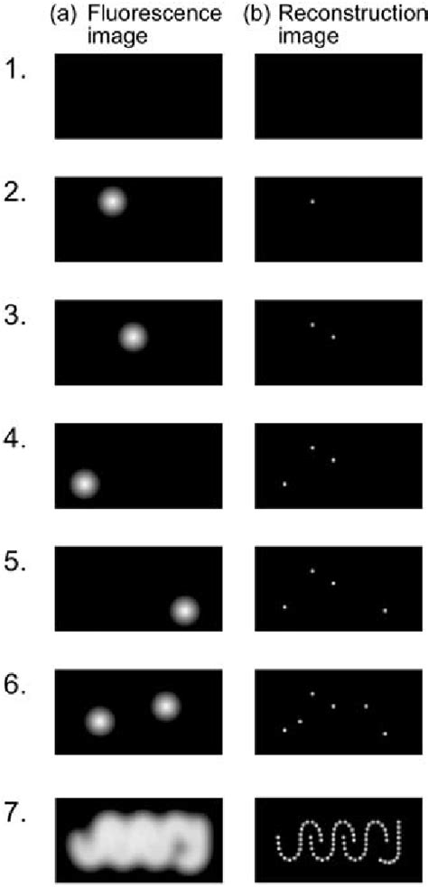Schematic Process Of Photo Activated Localization Microscopy The