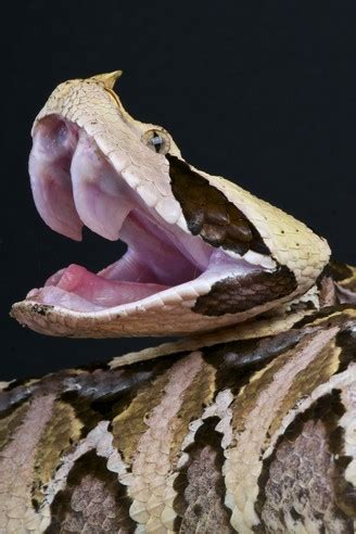 Gaboon Viper Bitis Gabonica About Animals