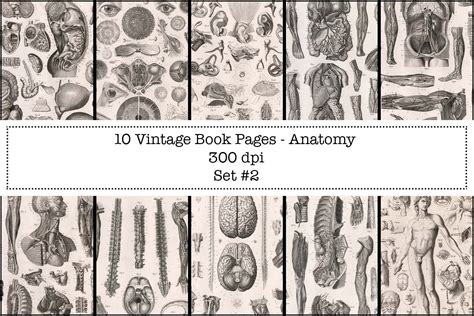 Vintage Book Pages Anatomy Set 2 Graphic By Made By Sarah Jane